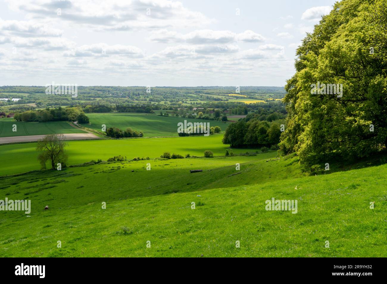 Sunny warm day on fields with tree trunks in UK Stock Photo - Alamy