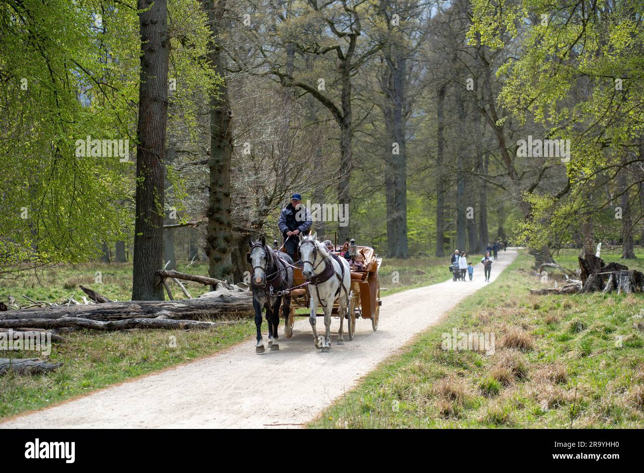 Denmark dyrehaven horse hi-res stock photography and images - Alamy