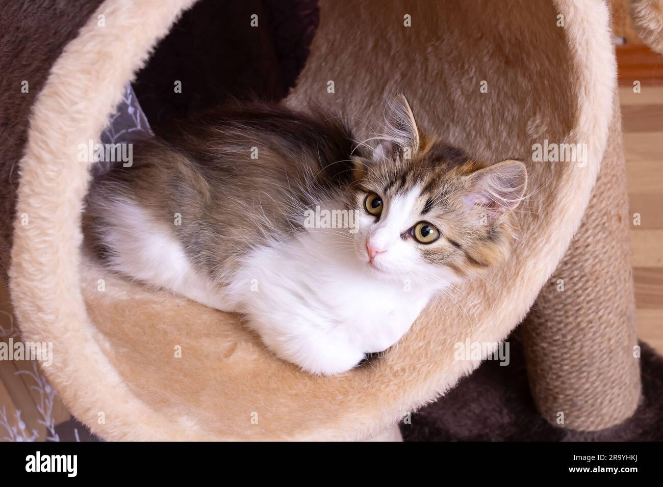 Cats playground hi-res stock photography and images - Alamy