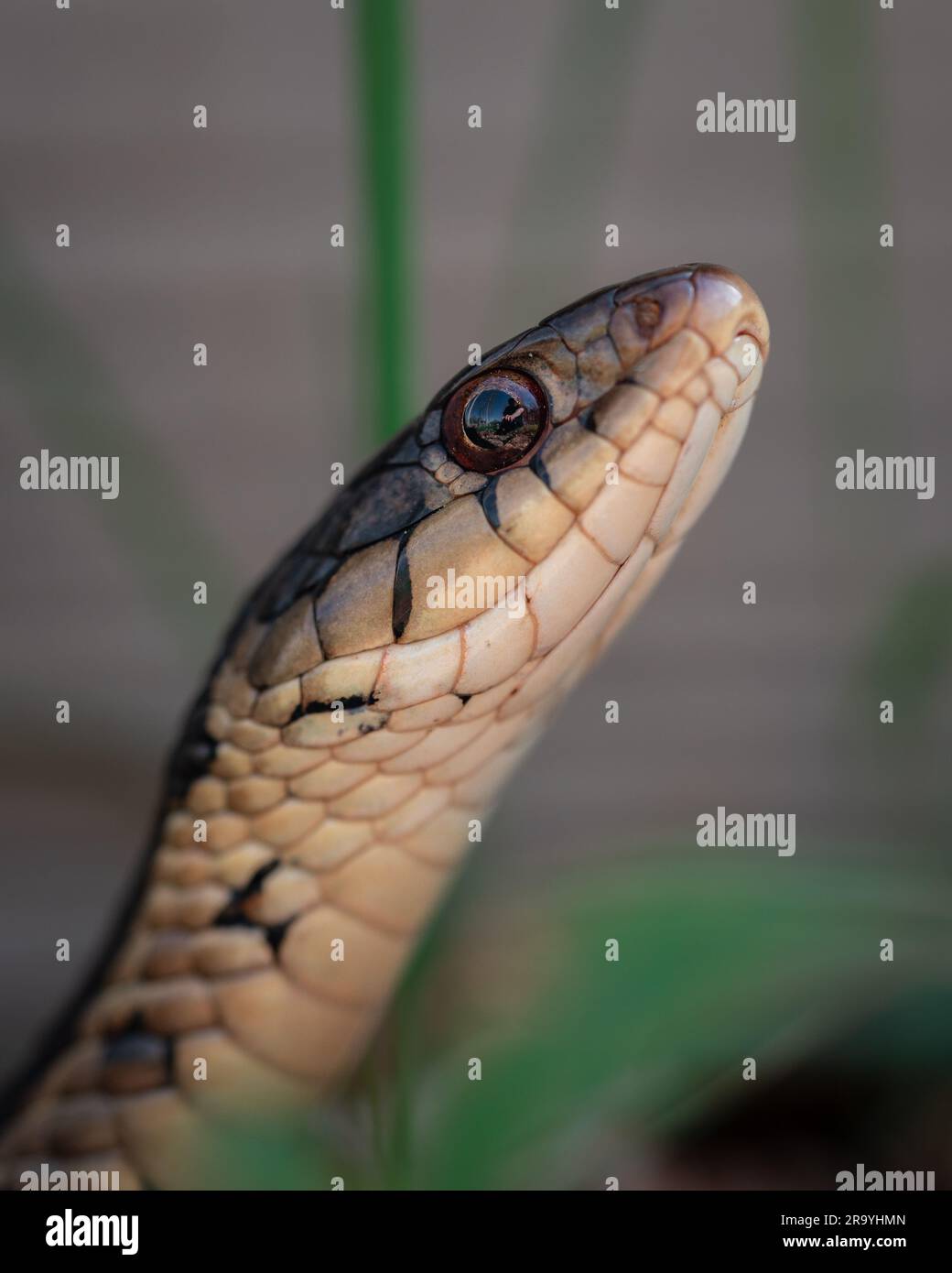 In this picture, a small snake is seen facing upwards, its head visible ...