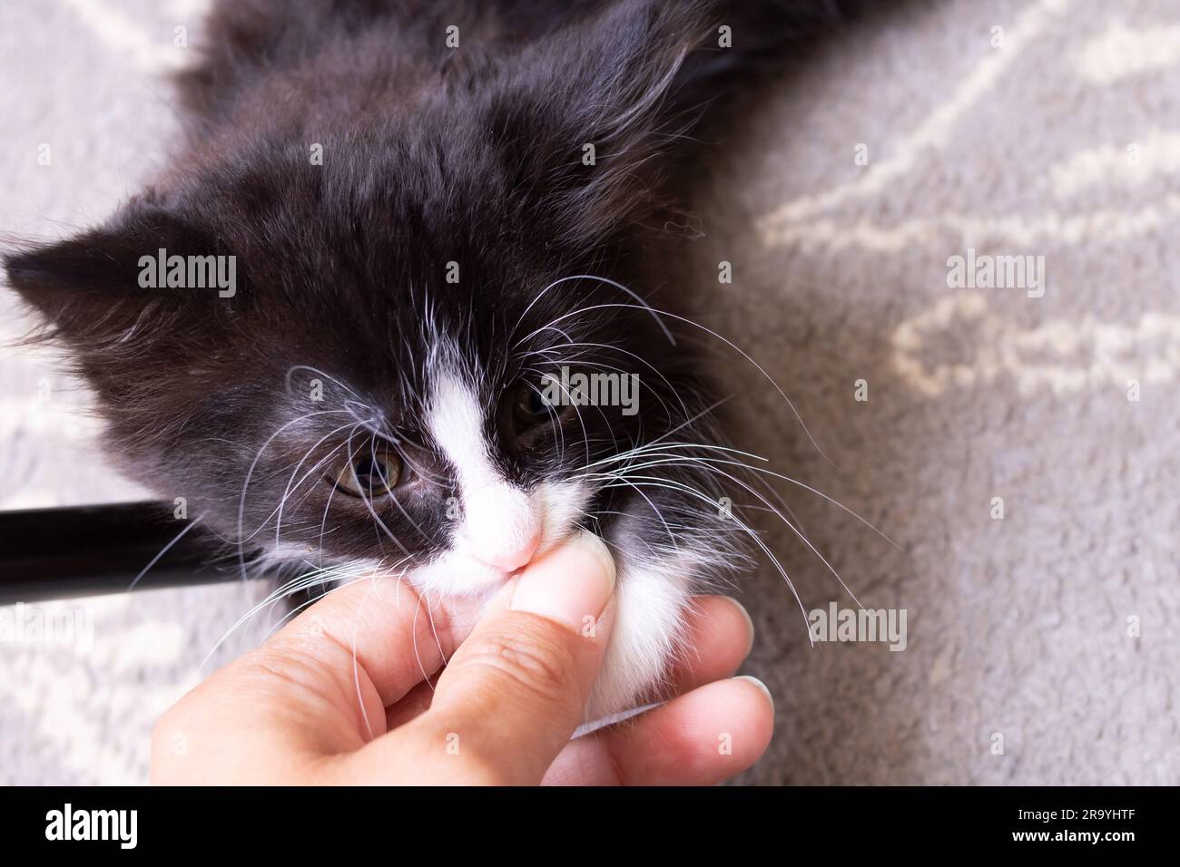 Kitten bites finger hi-res stock photography and images - Alamy