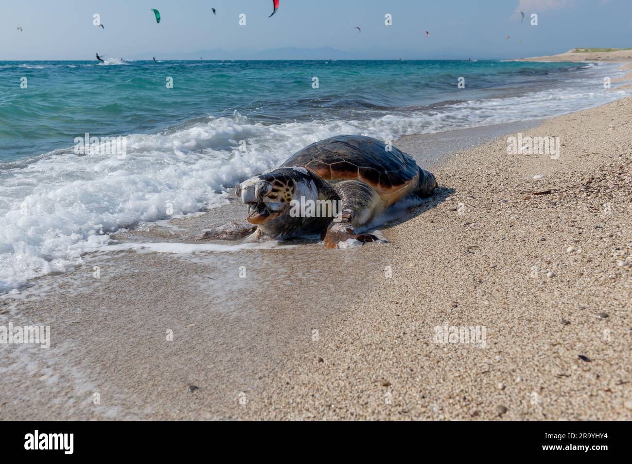 A dead, bloated Loggerhead turtle washed up on a beach Stock Photo - Alamy