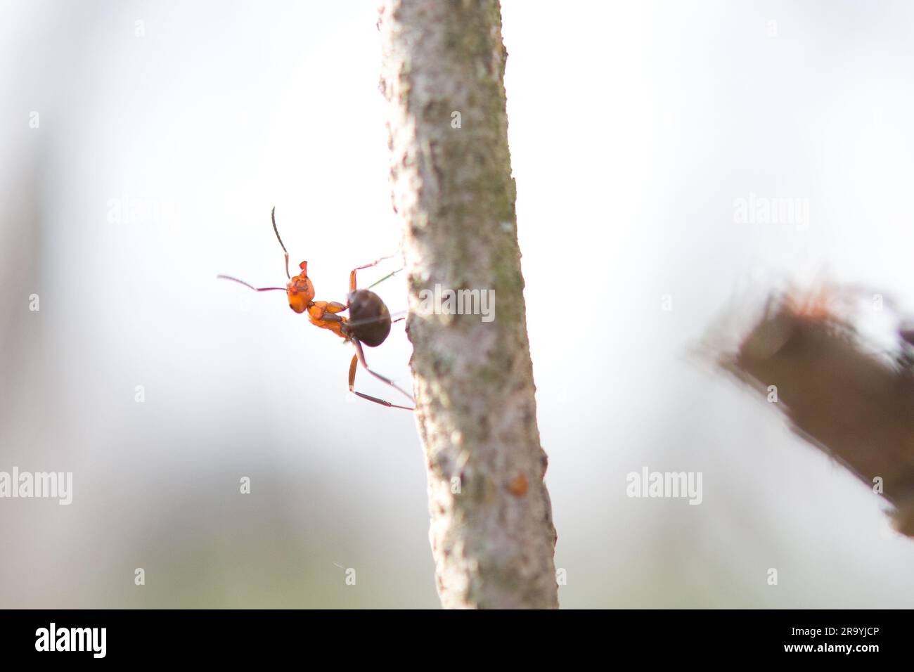 ants on an anthill in the woods basking in the spring sun after a long ...
