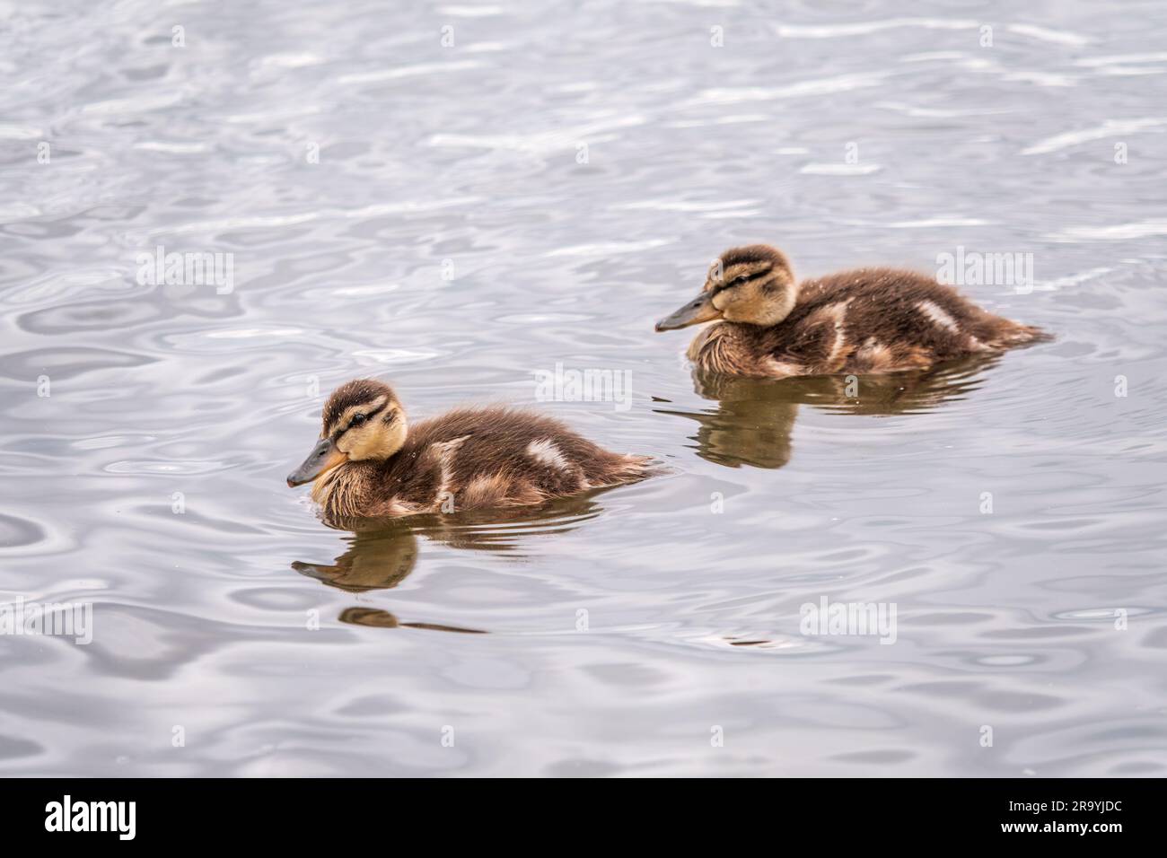 Cute little duckling swimming alone in a lake or river with calm water ...