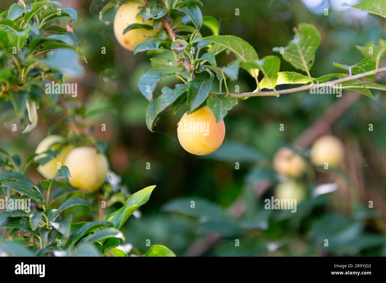 Plumbs on tree hi-res stock photography and images - Alamy