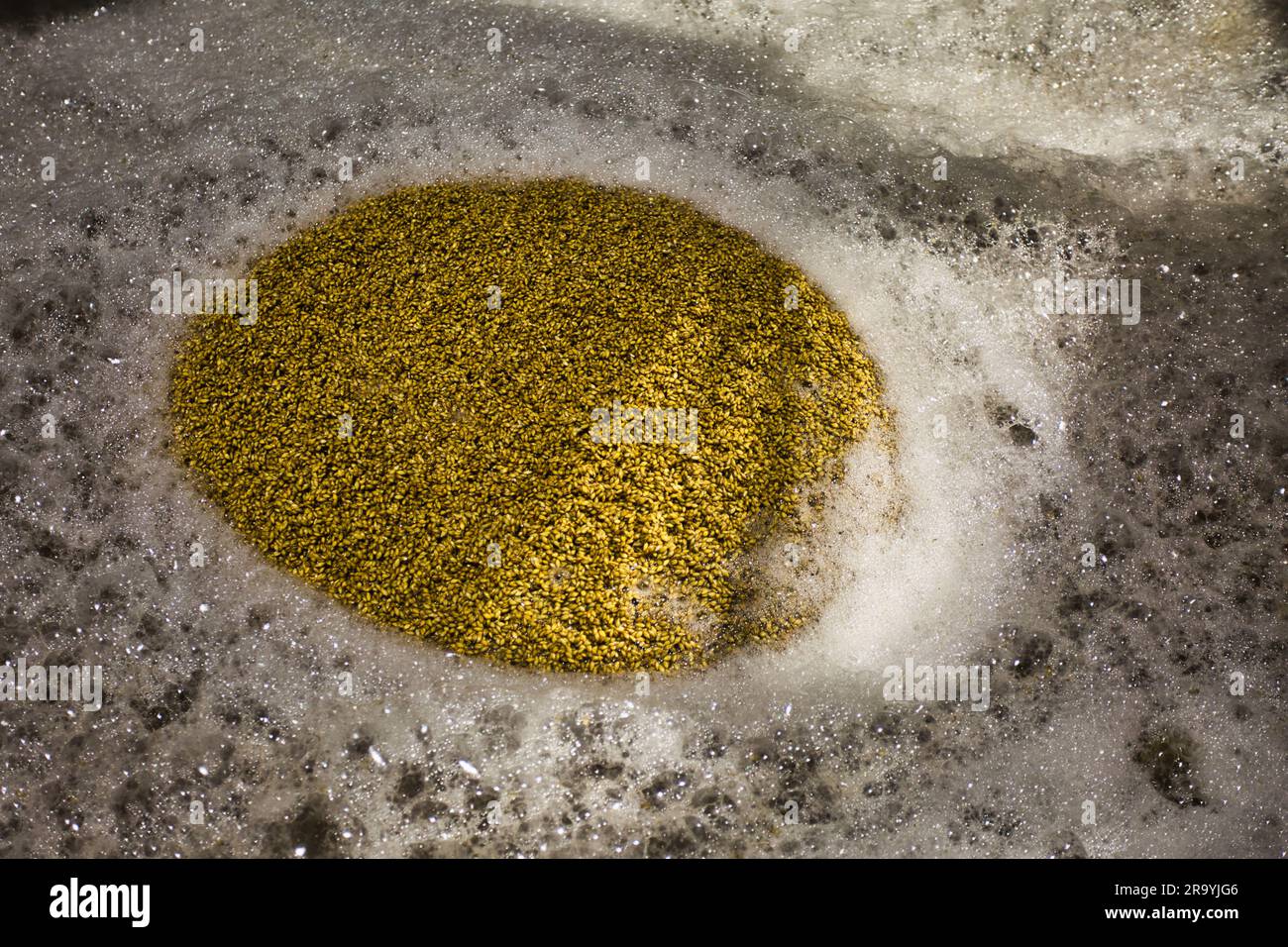 Steeping involves soaking grain in large cylindroconical tanks at ...