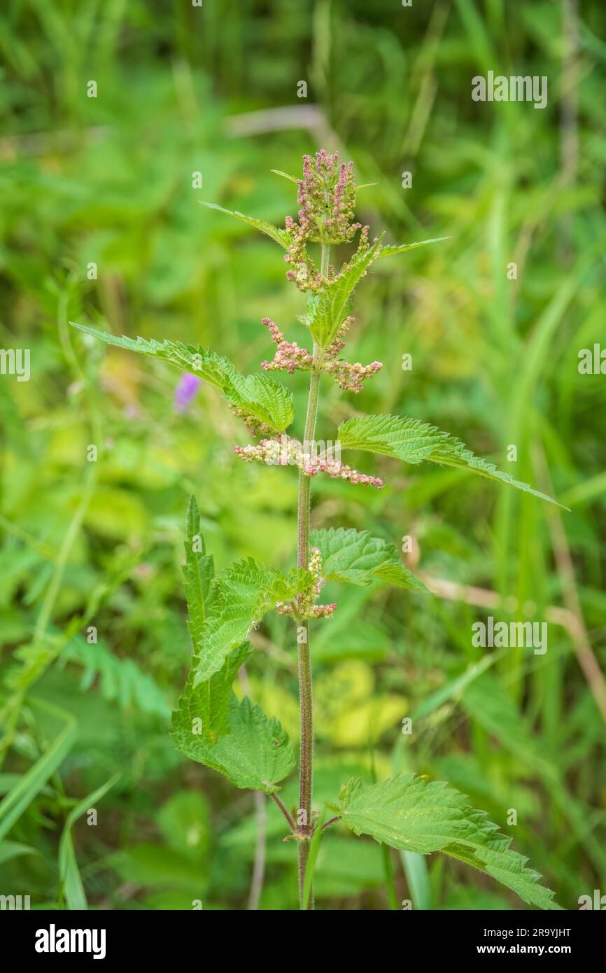 The nettle, Urtica dioica, with green leaves grows in natural thickets ...