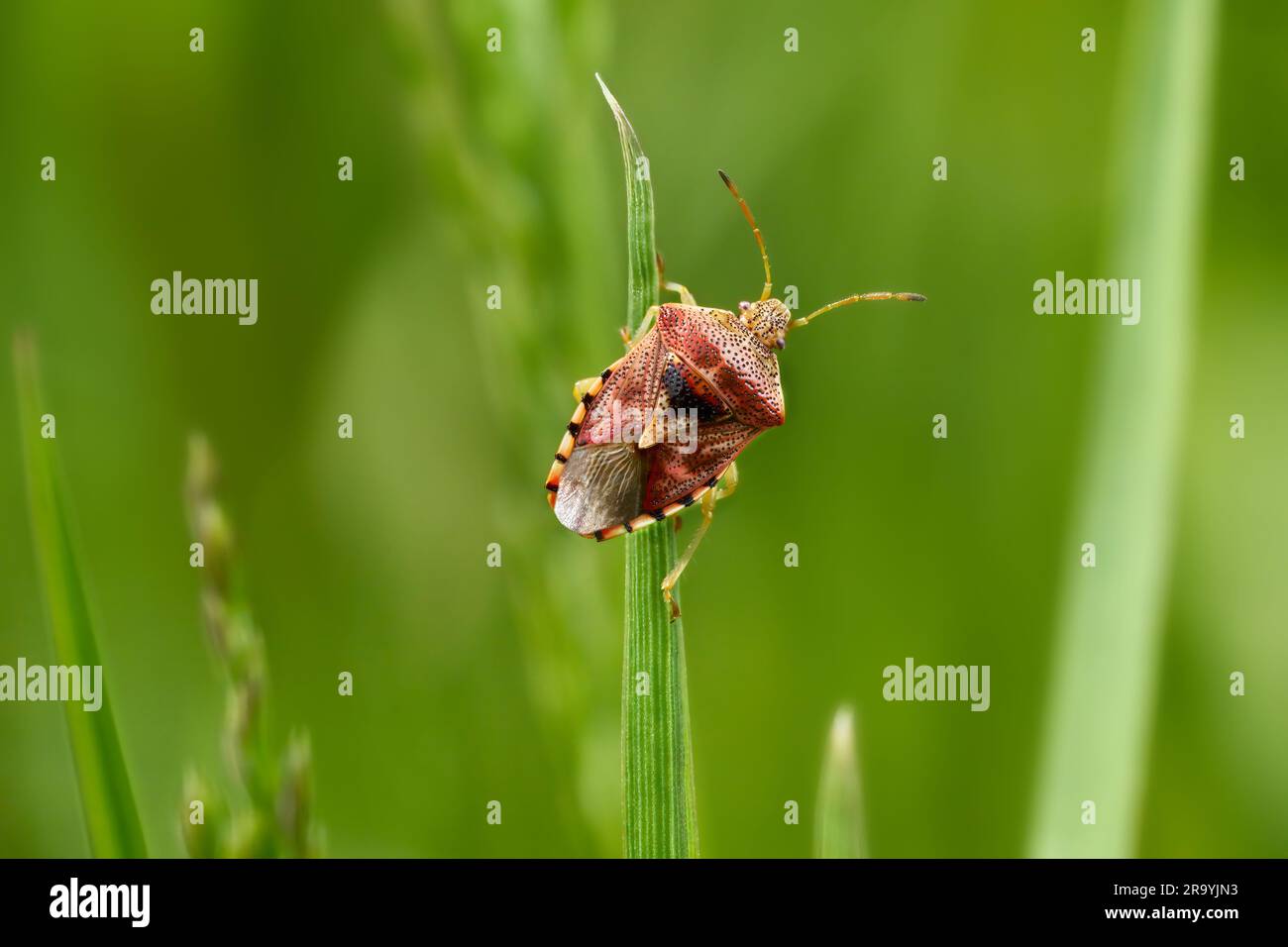 Parent bug (Elasmucha grisea) climbing on a blade of grass Stock Photo ...