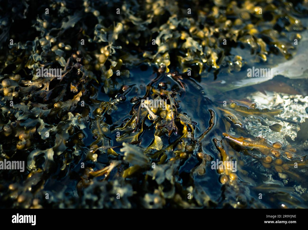 Stunning rockpools on Arisaig beach in the Scottish highlands Stock ...