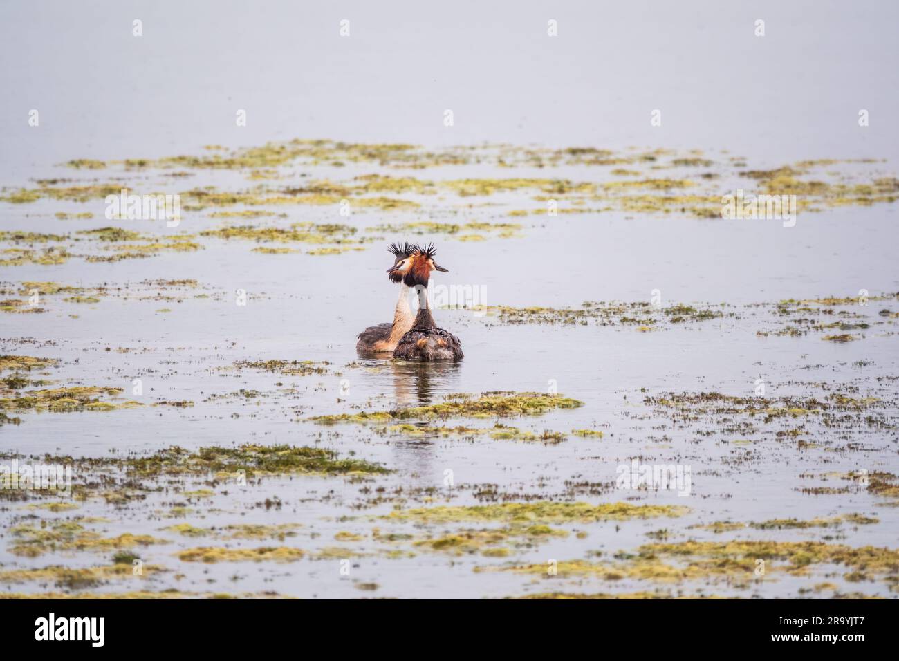 Mating games of two water birds Great Crested Grebes. Two waterfowl ...