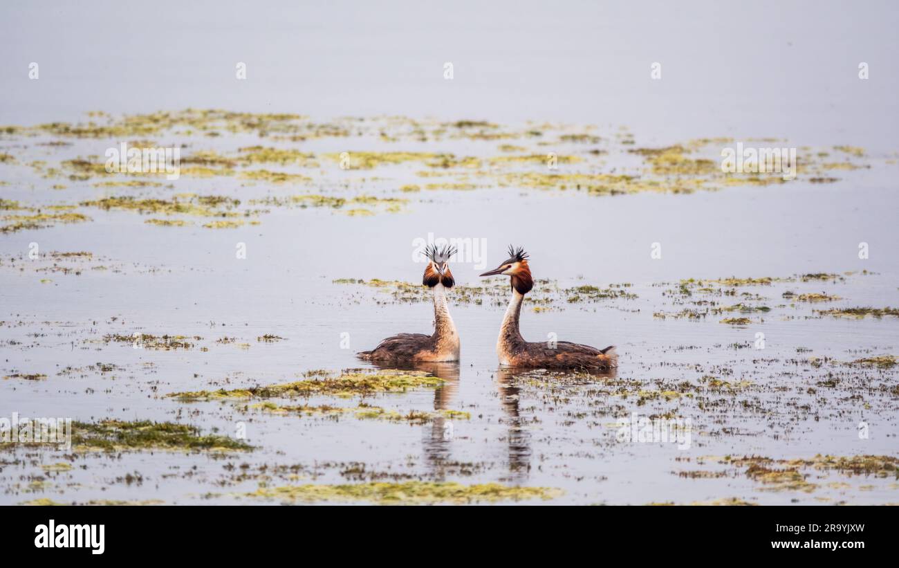 Mating games of two water birds Great Crested Grebes. Two waterfowl ...