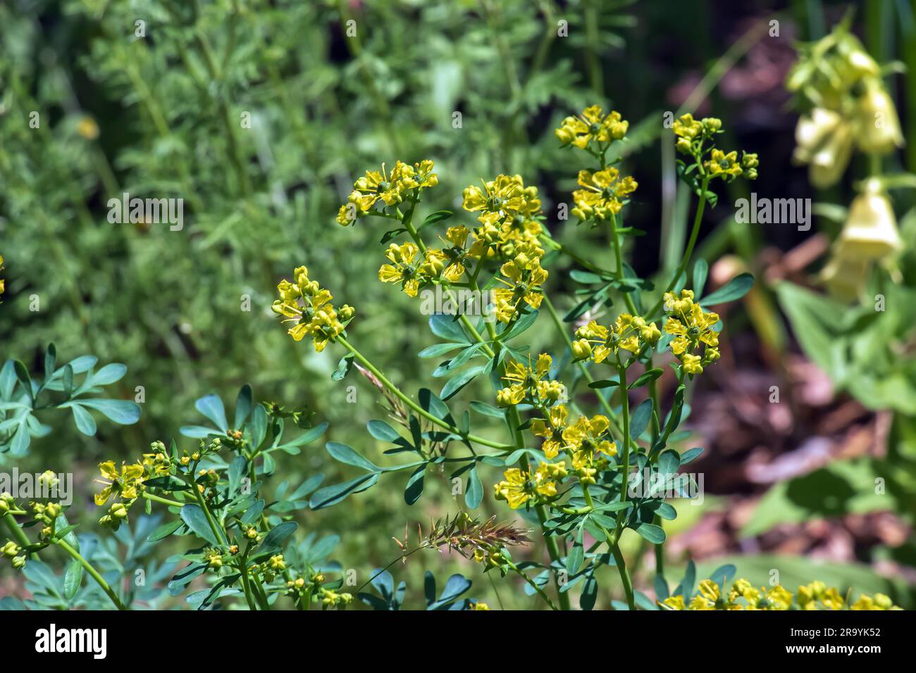 Ruta graveolens, commonly known as the, common rue or herb-of-grace, is ...