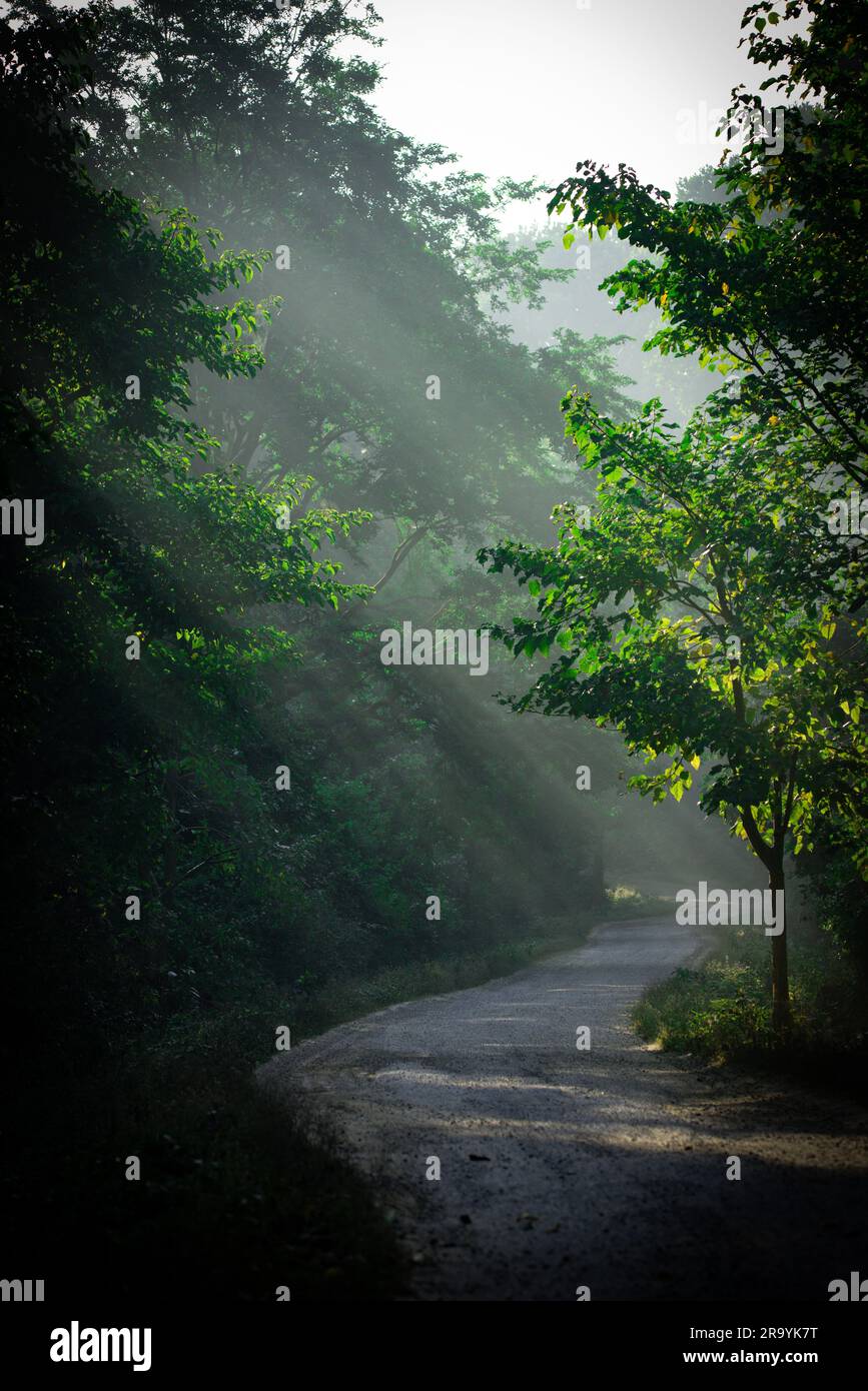 A picturesque view of a sunlit path cutting through a lush forest Stock ...