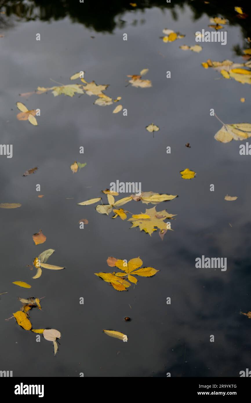 Autumn leaves float on the surface of the water. Fallen autumnal leaves on surface of lake ...