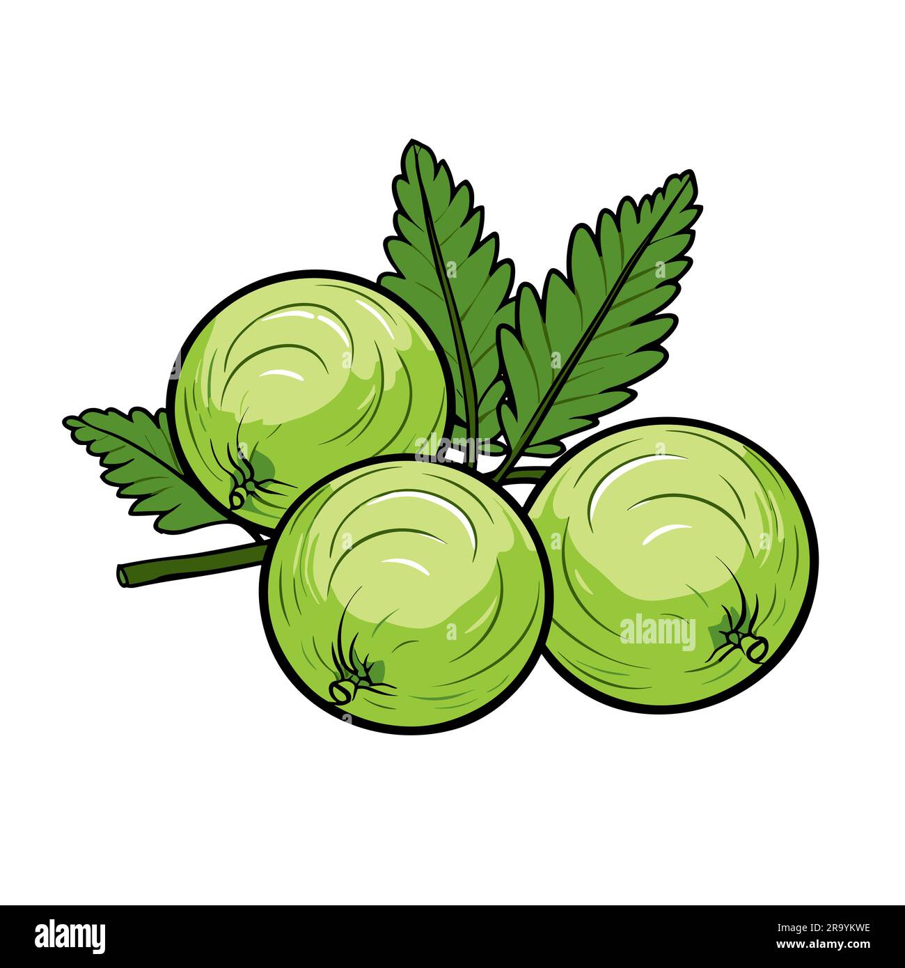 Indian amla Stock Vector Images - Alamy