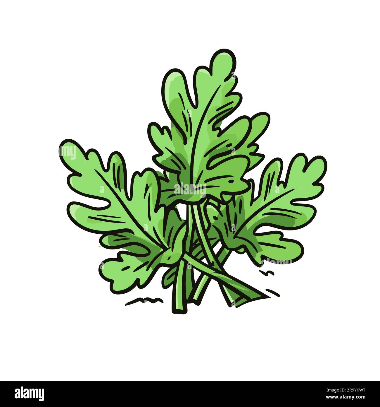 arugula. arugula hand-drawn illustration. Vector doodle style cartoon ...
