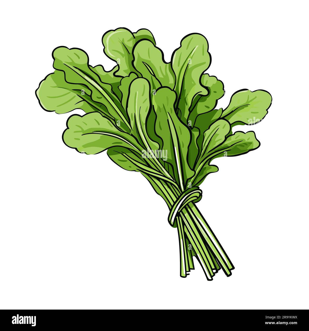 arugula. arugula hand-drawn illustration. Vector doodle style cartoon ...
