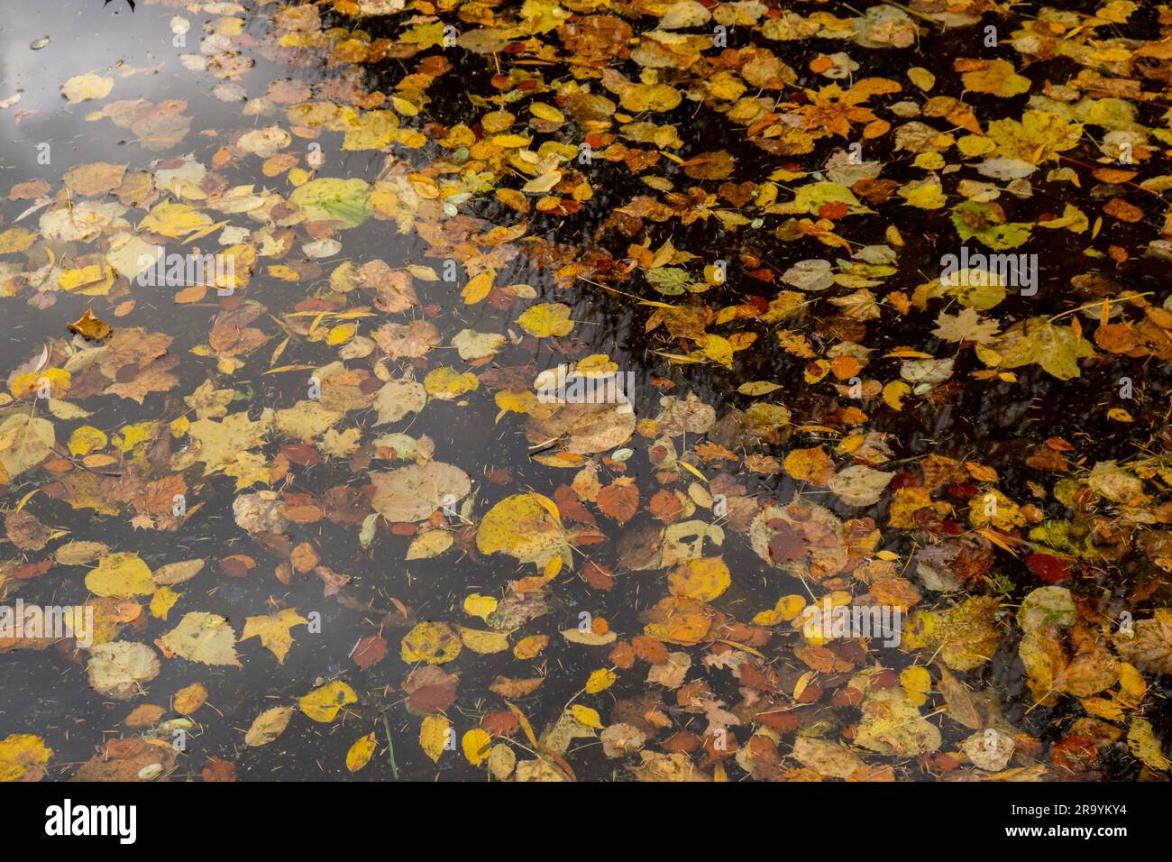 Autumn leaves float on the surface of the water. Fallen autumnal leaves on surface of lake ...