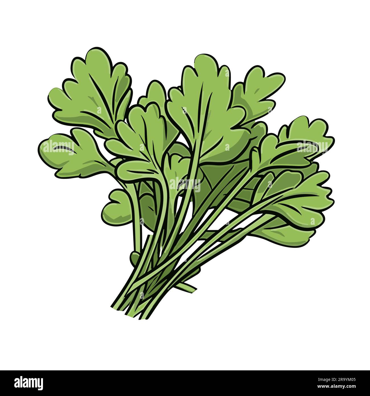Roquette vector vectors hi-res stock photography and images - Alamy