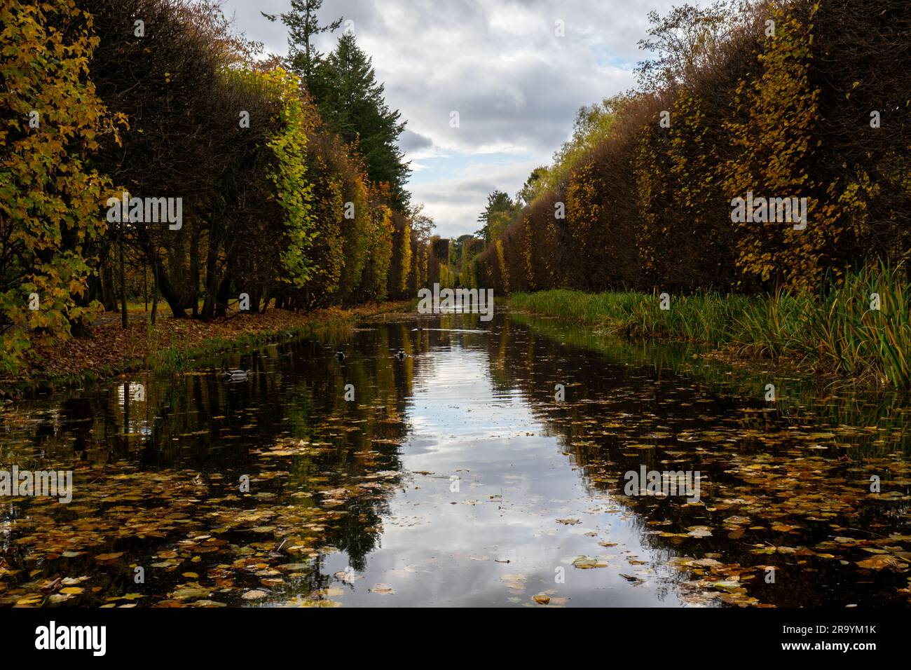 Autumn leaves float on the surface of the water. Fallen autumnal leaves on surface of lake ...