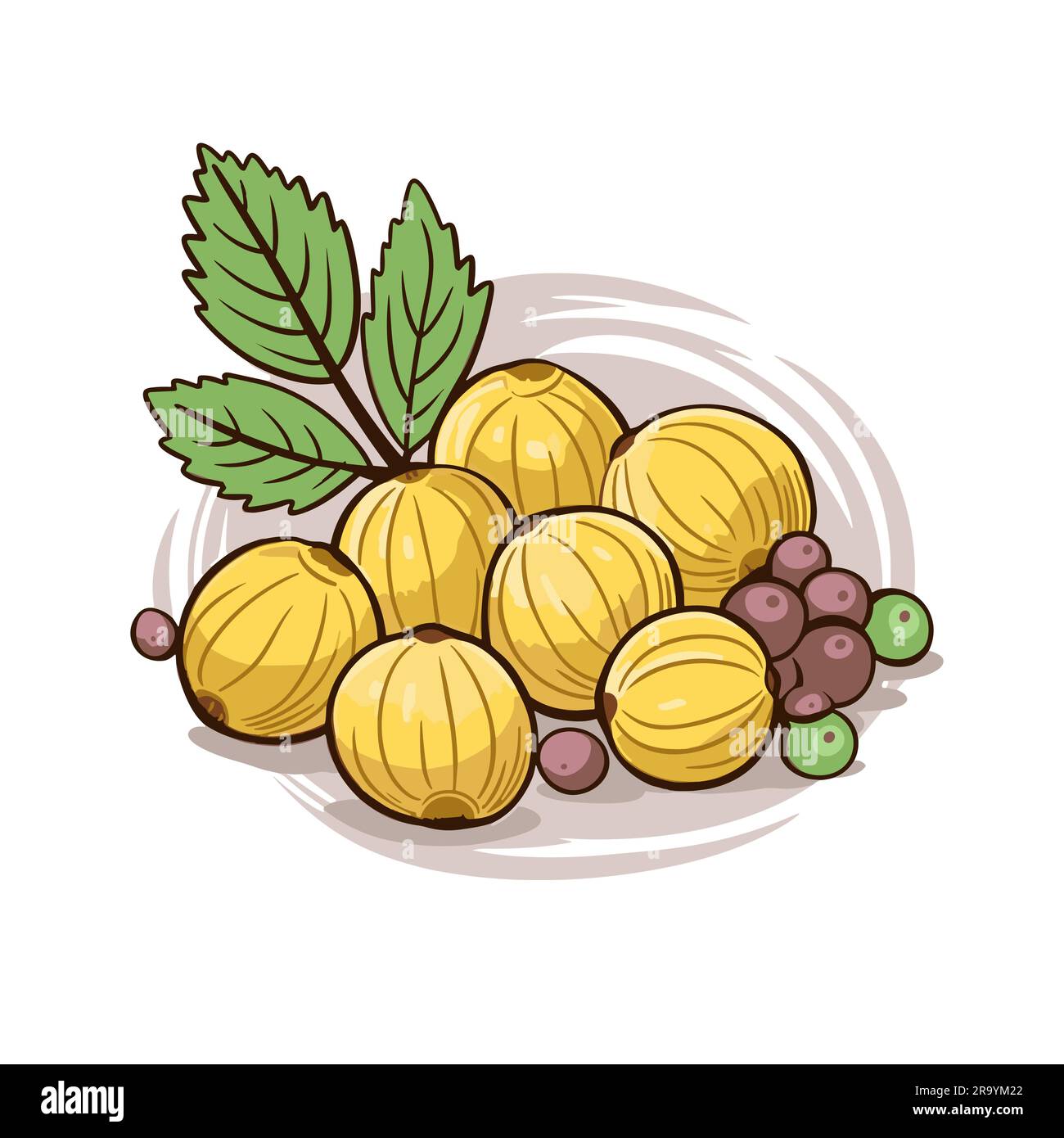 Indian gooseberry icon Stock Vector Images - Alamy