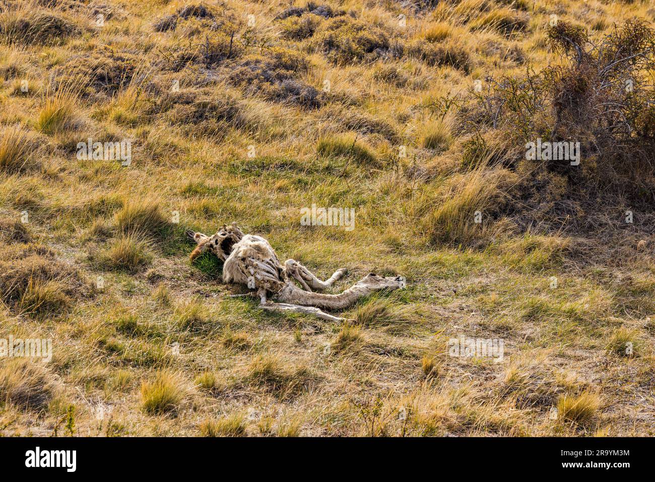 Skin and bones of a guanaco skeleton in the grass of the steppe of ...