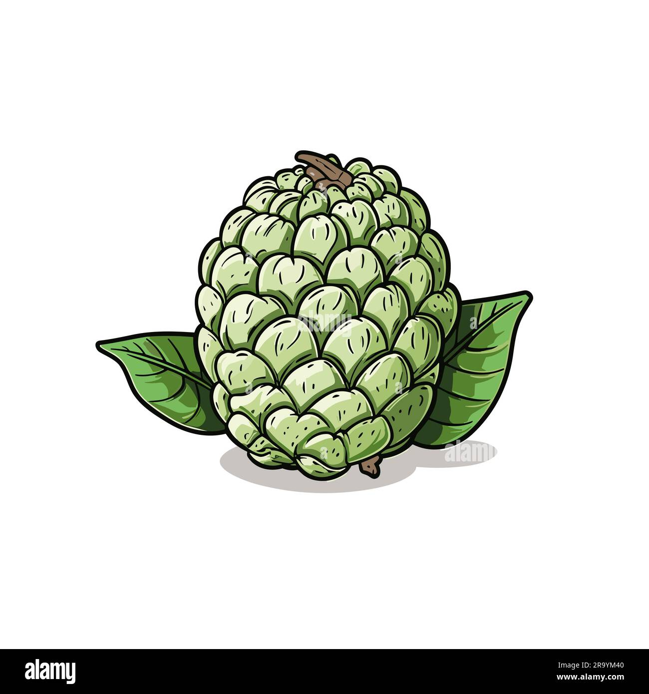 Custard apple drawing hi-res stock photography and images - Alamy