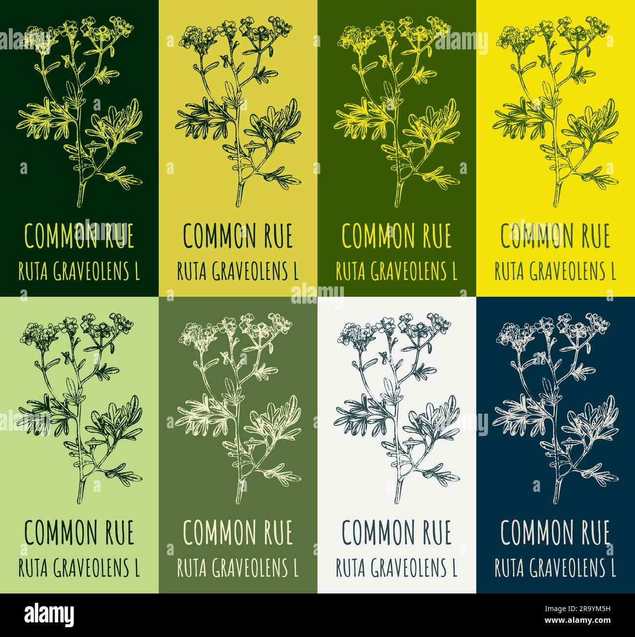 Set of drawing of COMMON RUE in various colors. Hand drawn illustration ...