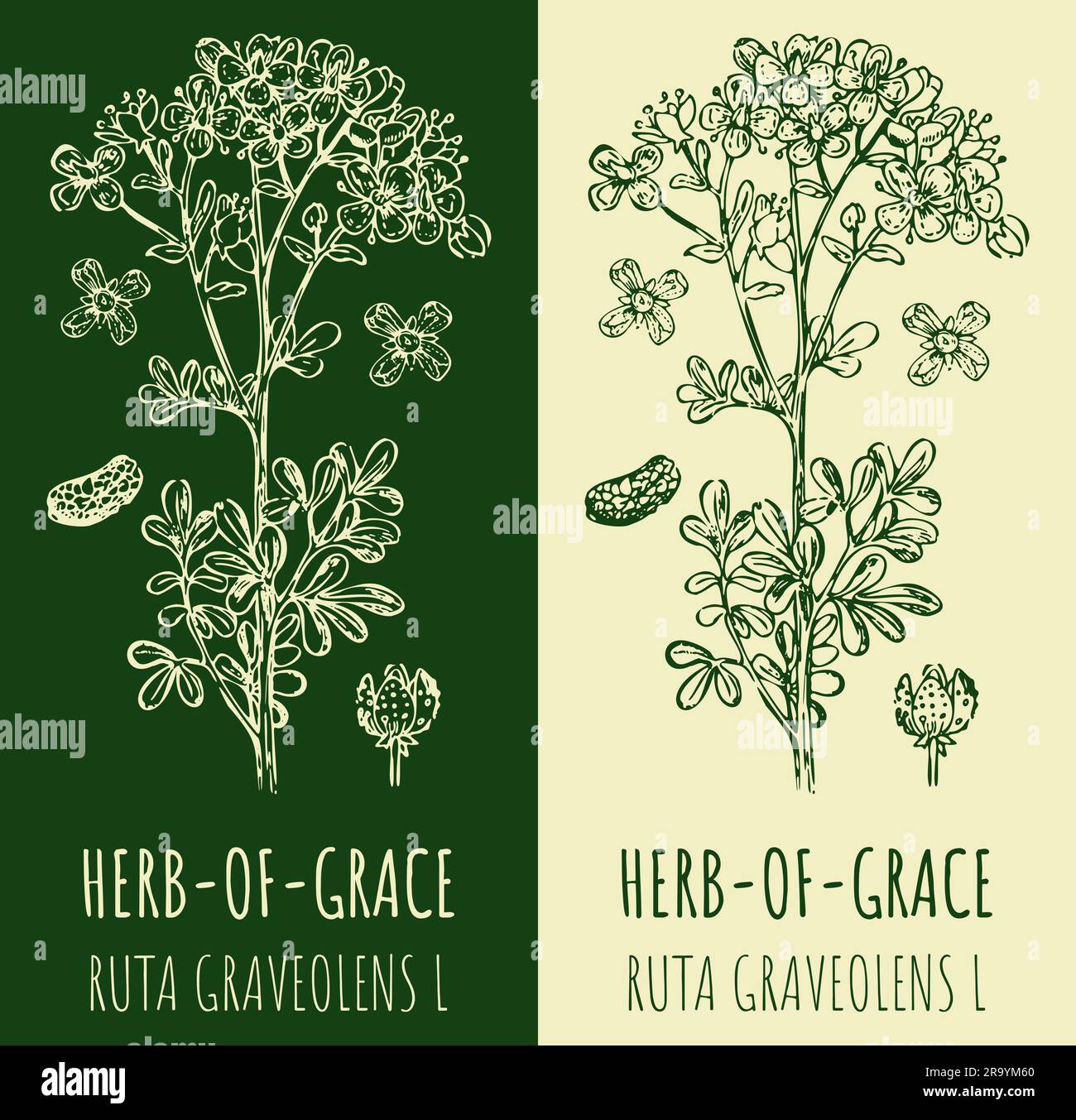 Drawings COMMON RUE. Hand drawn illustration. Latin name RUTA ...