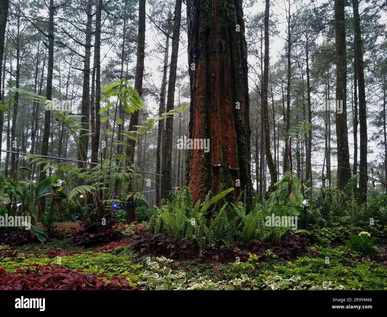 Objects of pine tree trunks and tropical forest fern leaves in the ...