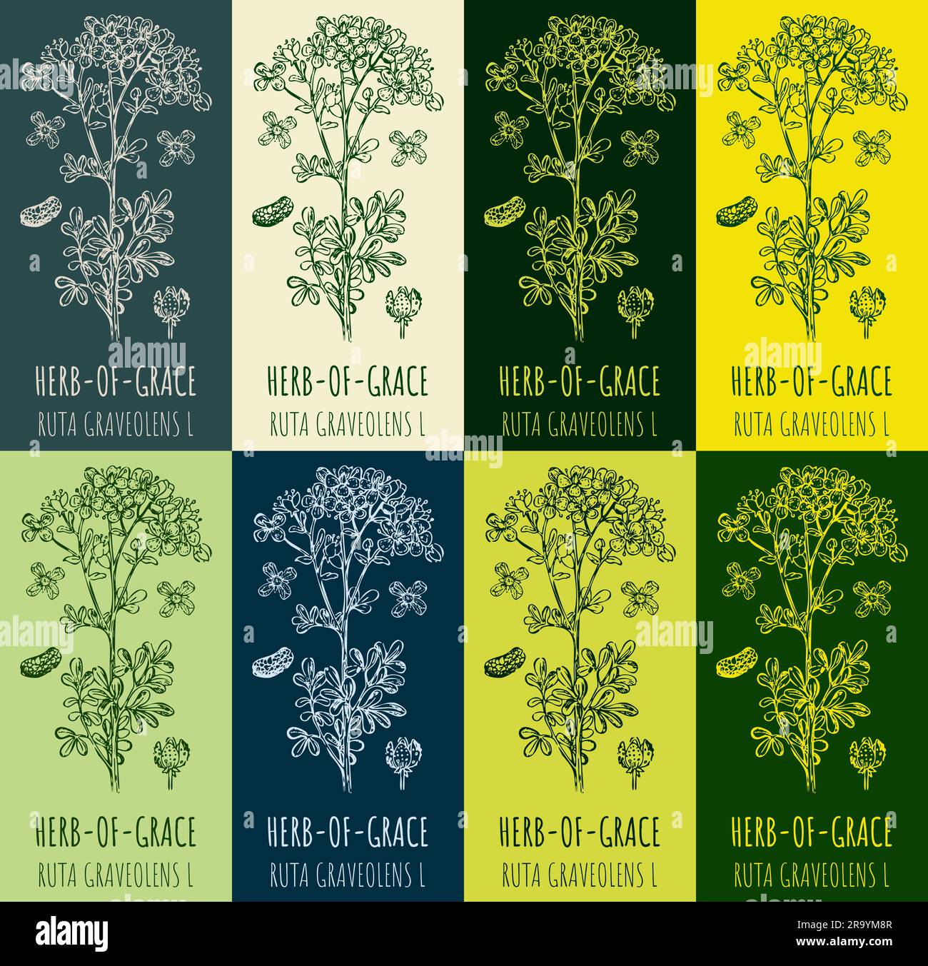 Set of drawing of COMMON RUE in various colors. Hand drawn illustration ...