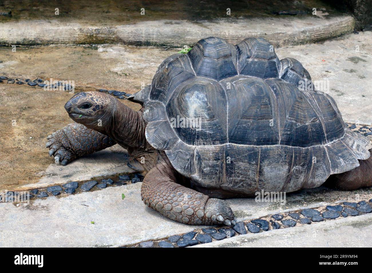 Photo of a giant tortoise basking in an open-air enclosure, during the ...
