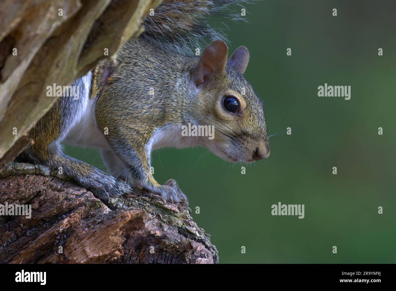 Squirrel behind tree Stock Photo - Alamy