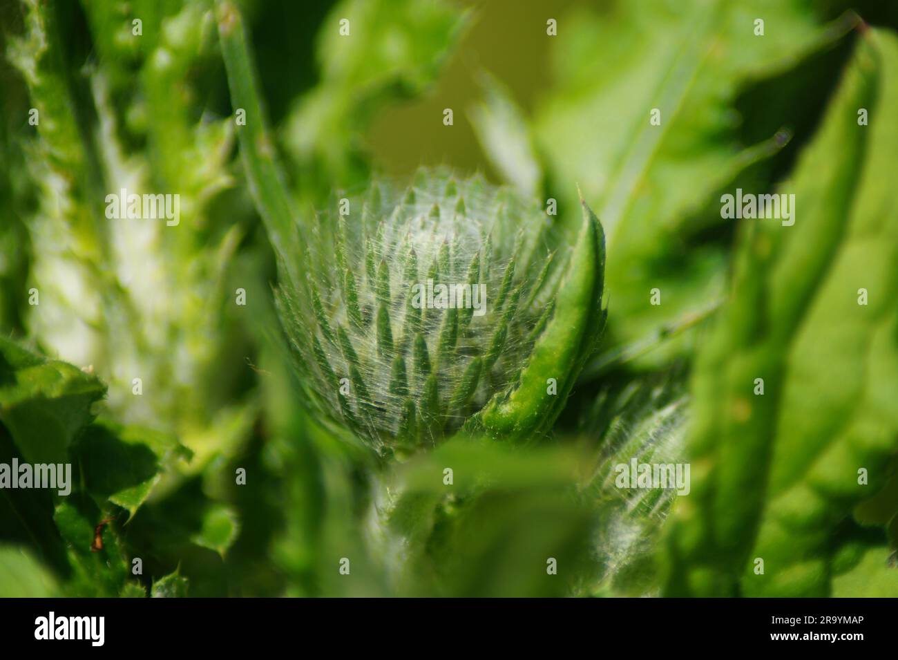 Arctium lappas hi-res stock photography and images - Alamy