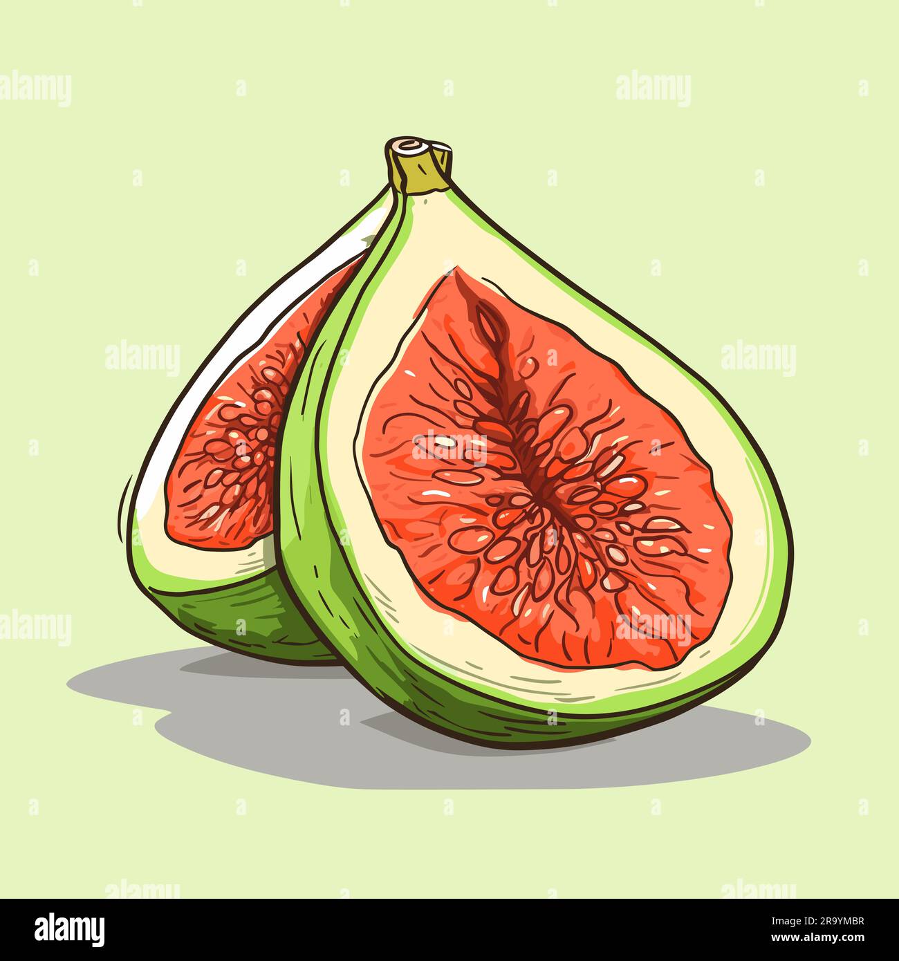 Illustration of ficus carica Stock Vector Images - Alamy