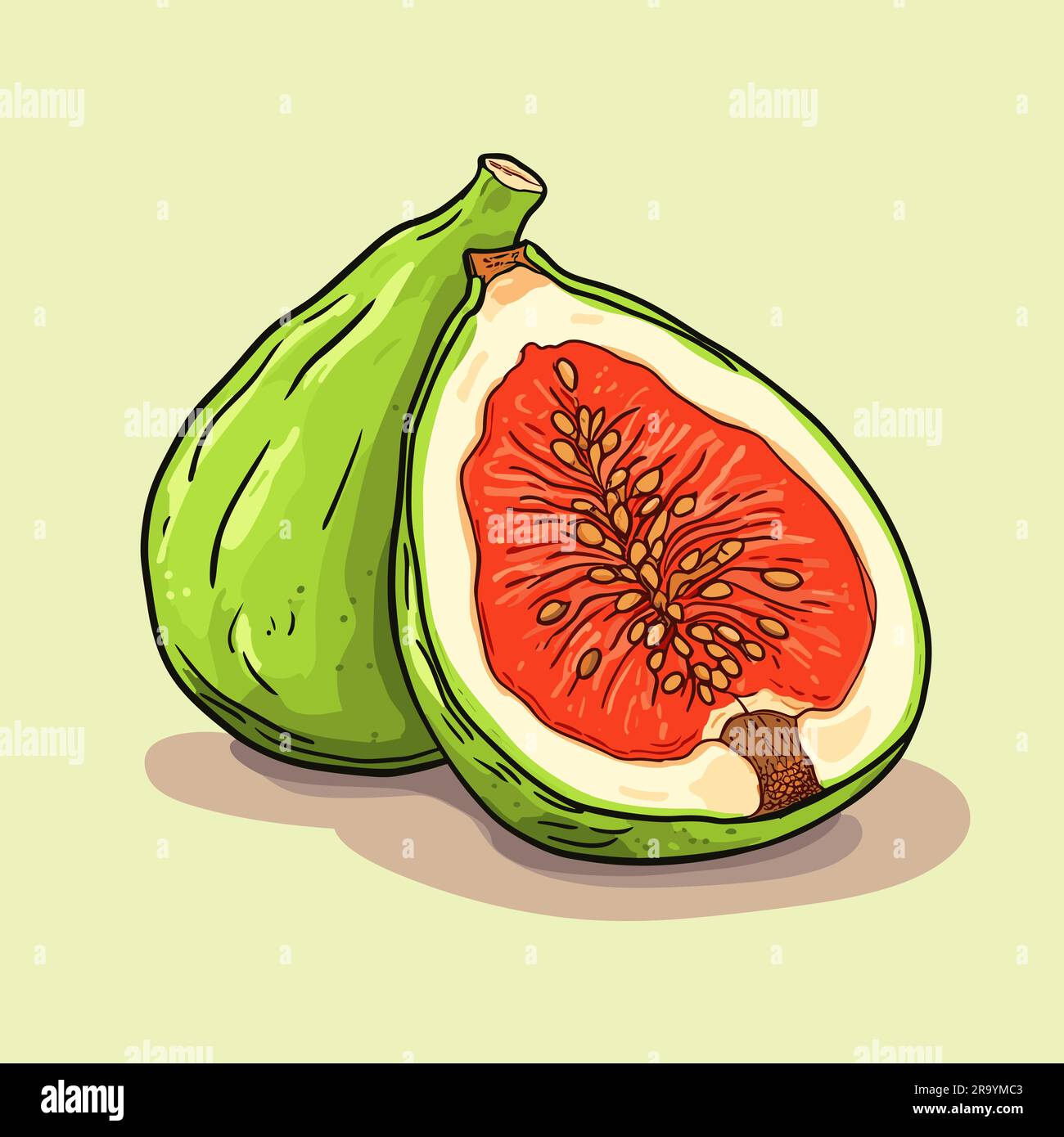 Illustration of ficus carica Stock Vector Images - Alamy