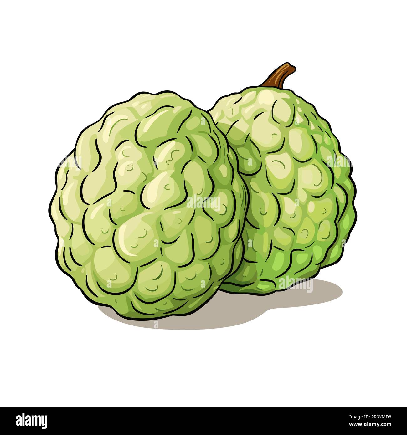 Atis Fruit Drawing