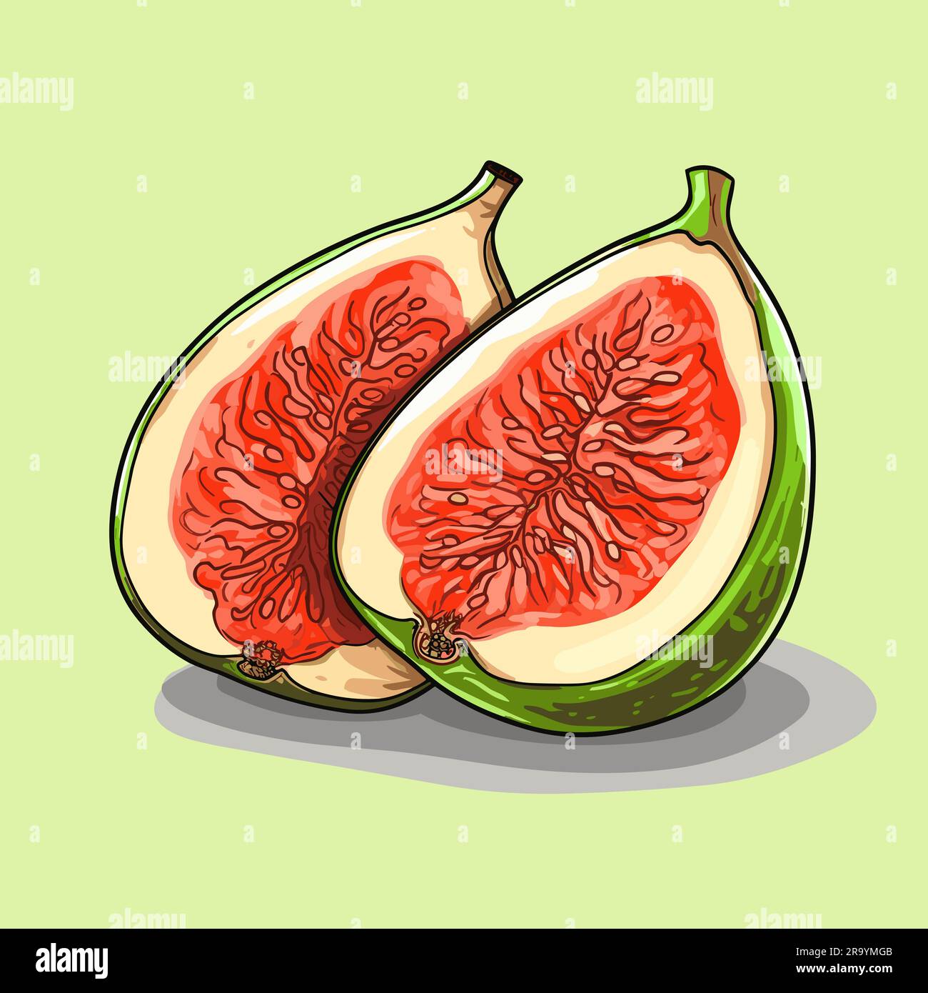 Illustration of ficus carica Stock Vector Images - Alamy