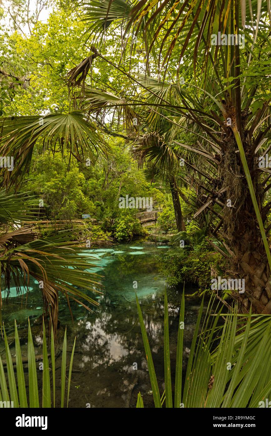 pond in the Juniper Springs Recreation Area Stock Photo - Alamy