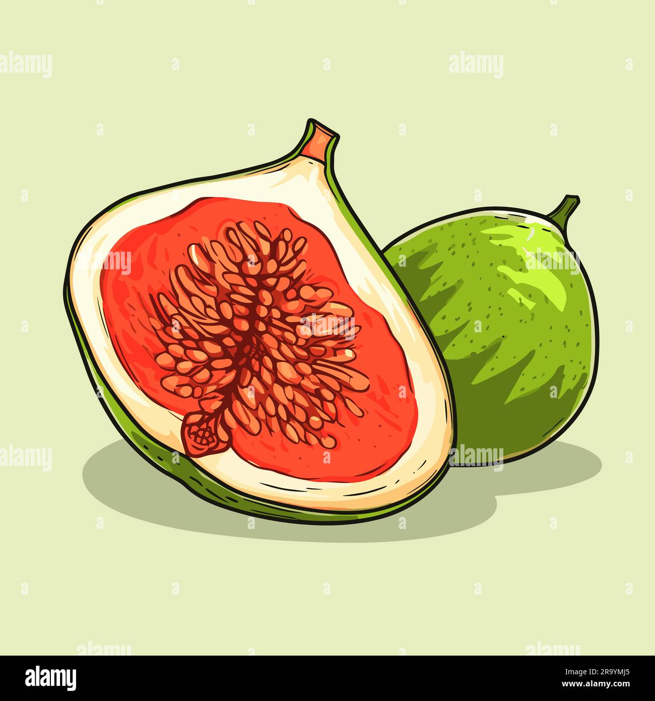 Illustration of ficus carica Stock Vector Images - Alamy