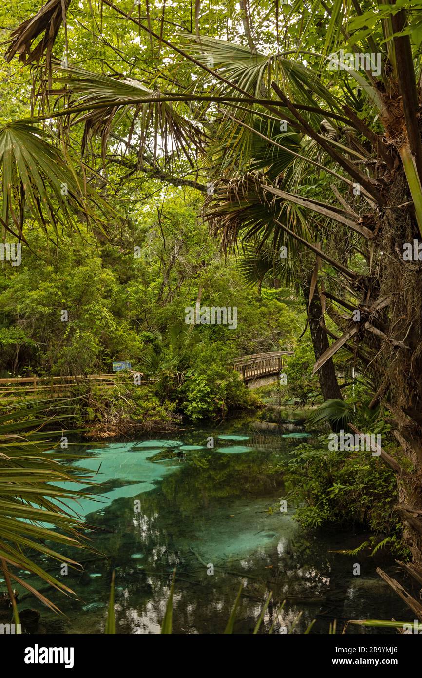 pond in the Juniper Springs Recreation Area Stock Photo - Alamy