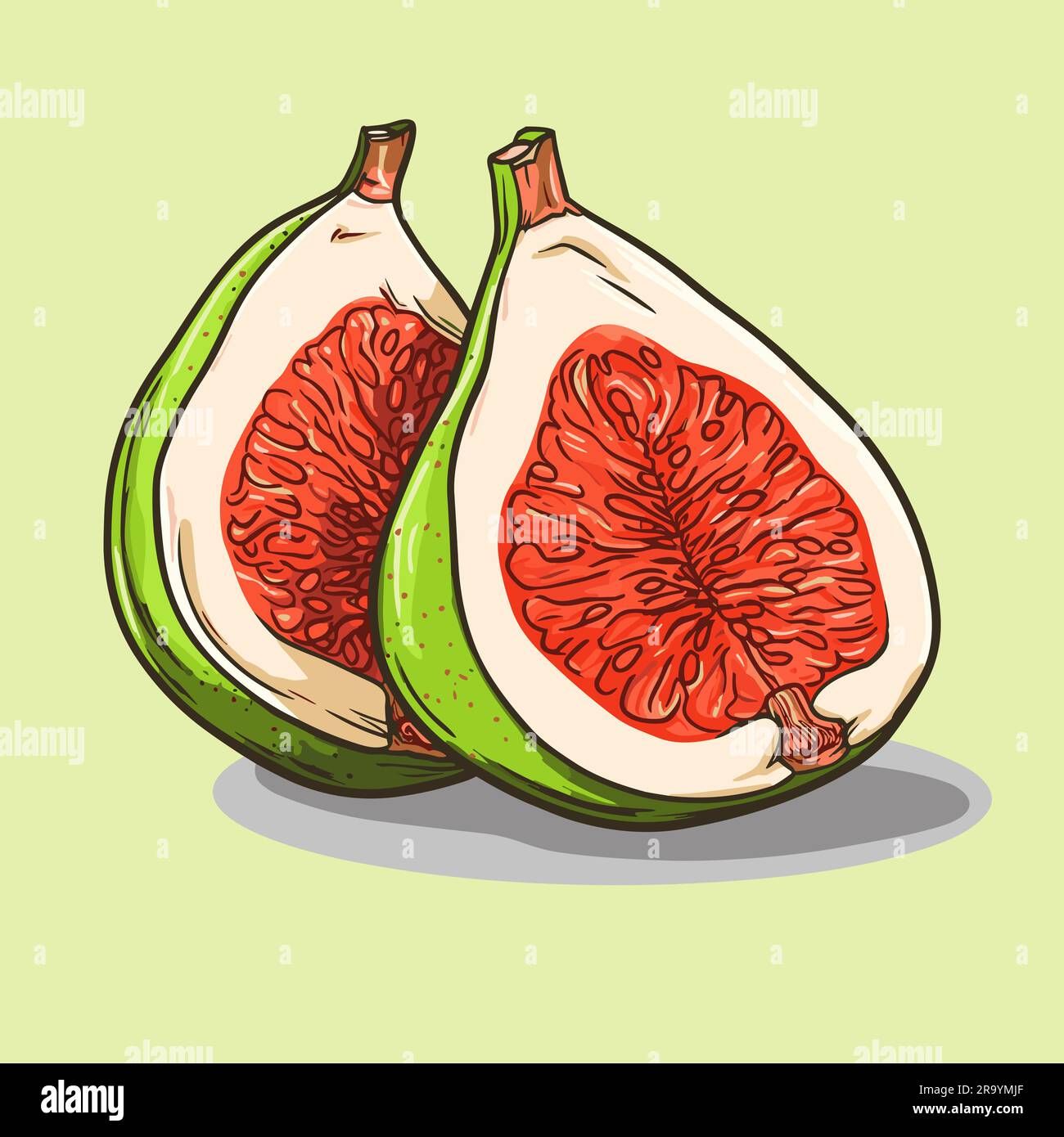 Illustration of ficus carica Stock Vector Images - Alamy