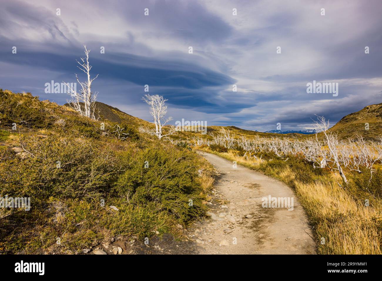 Hiking trail through dead trees, grasslands and thorn bushes with ...