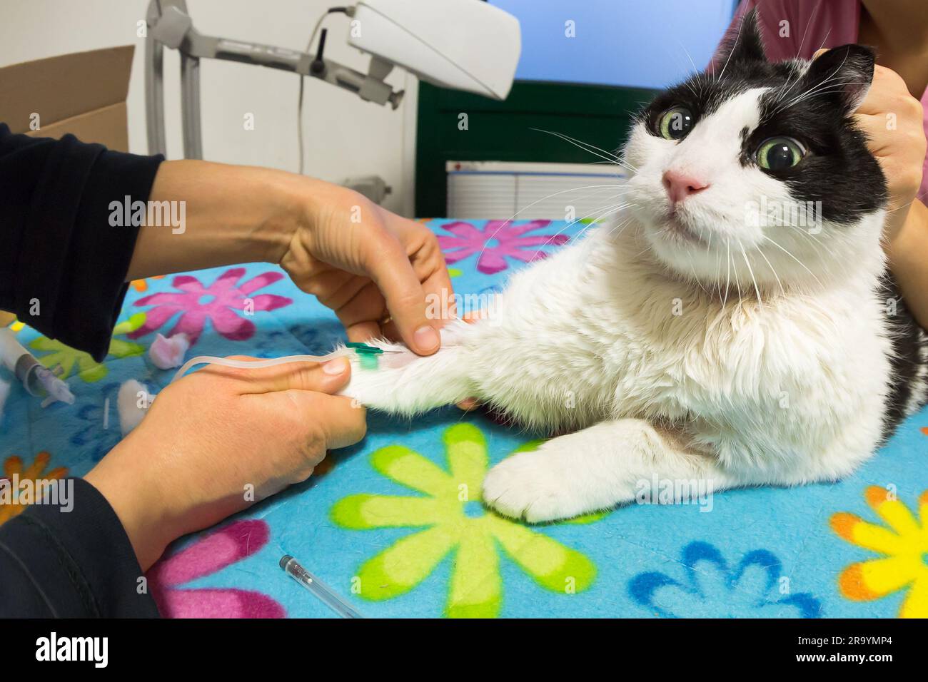 veterinarian with syringe in patient cat paw drawing blood sample for ...