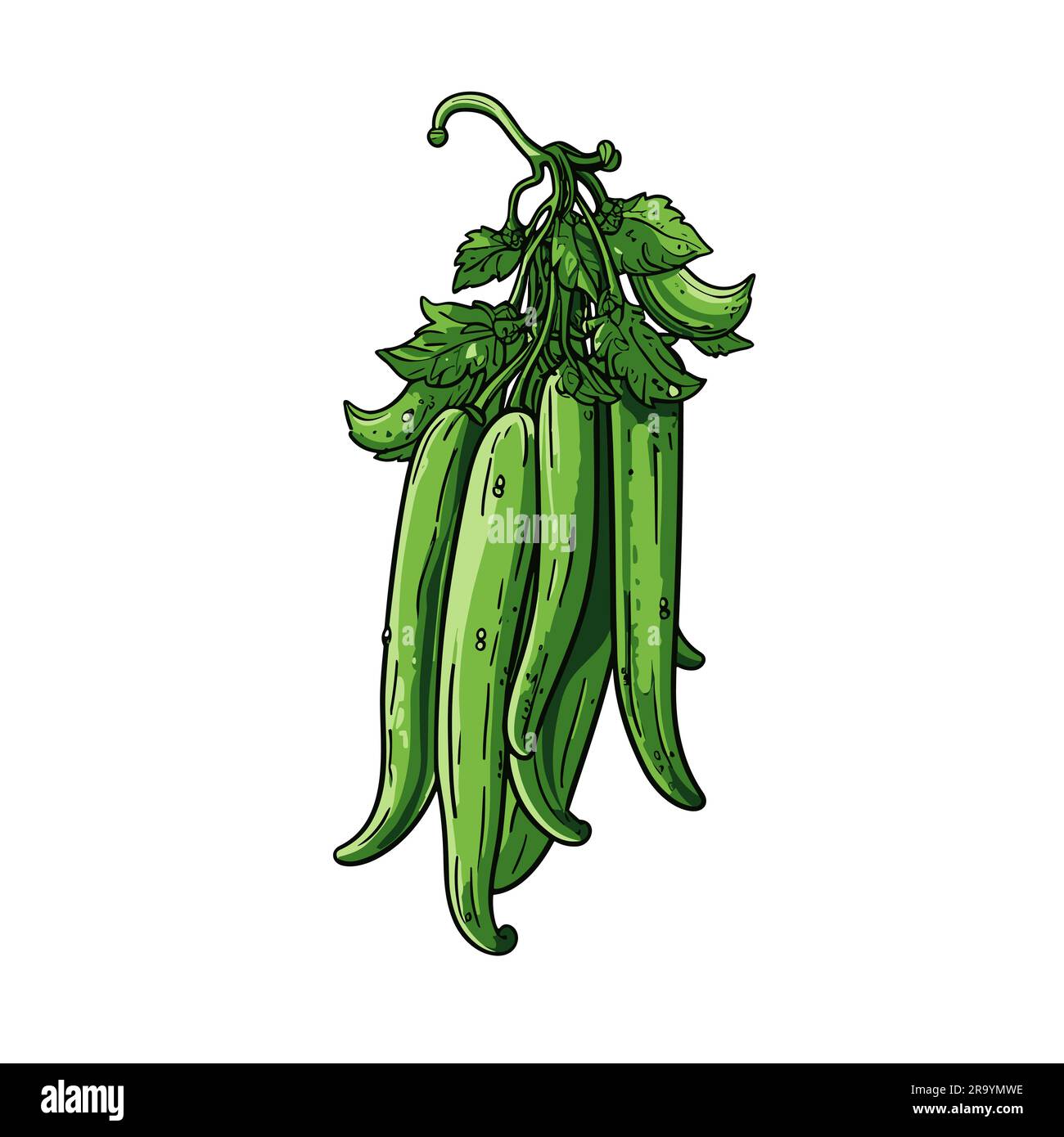 Okra abelmoschus esculentus Stock Vector Images - Alamy