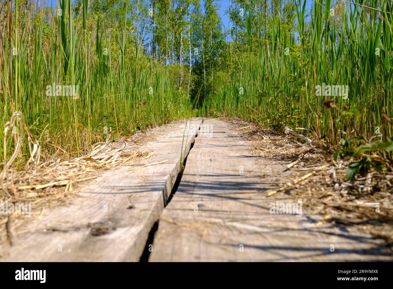 A wooden boardwalk nature trail that leads through the swamp landscape ...