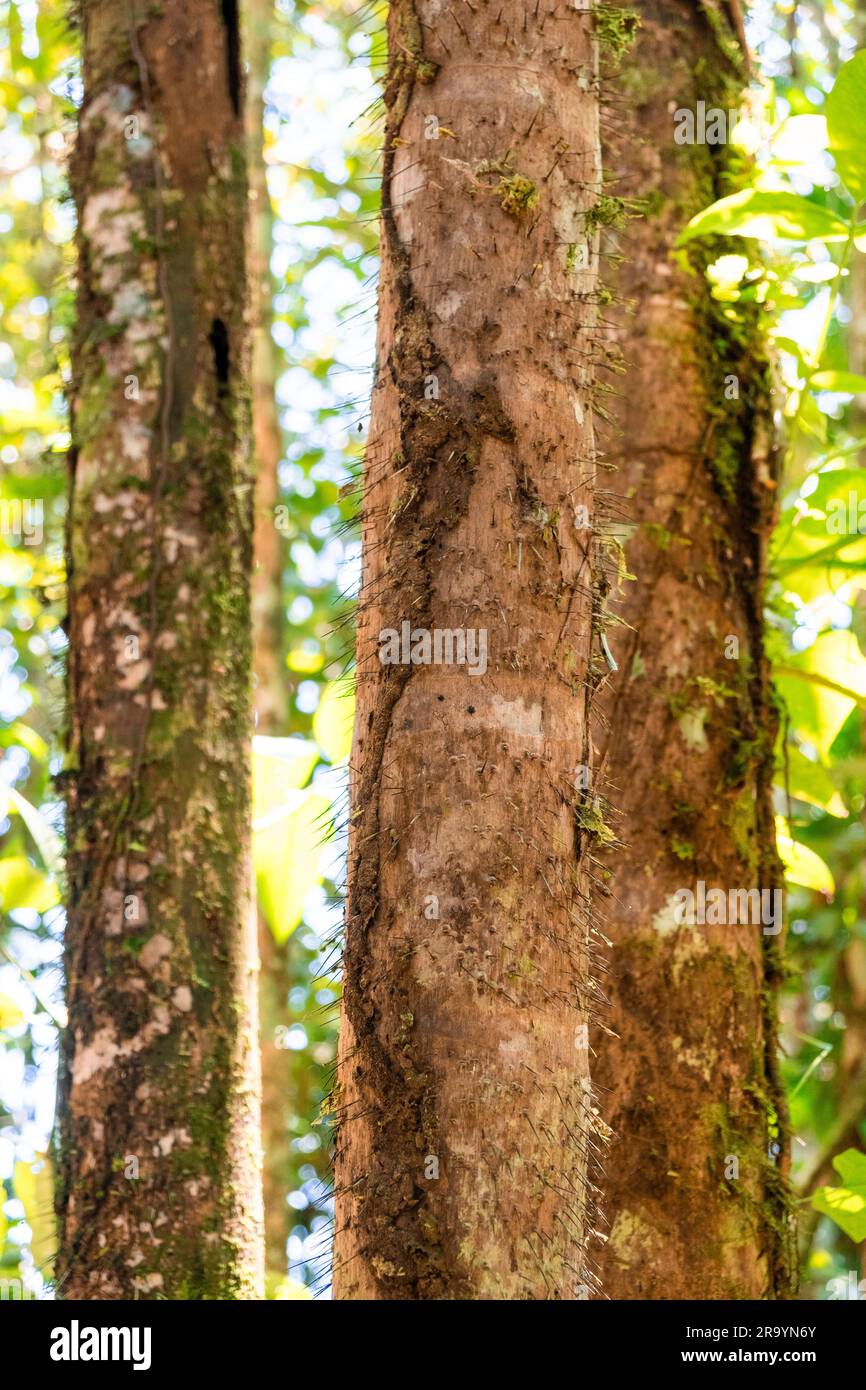 Three parallel tree trunks growing in a primary forest of the ...