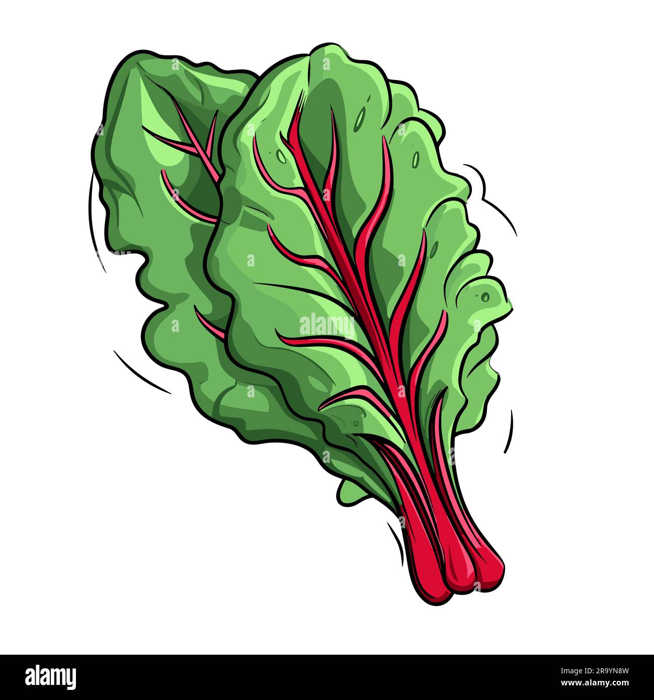 Swiss chard illustration hi-res stock photography and images - Alamy