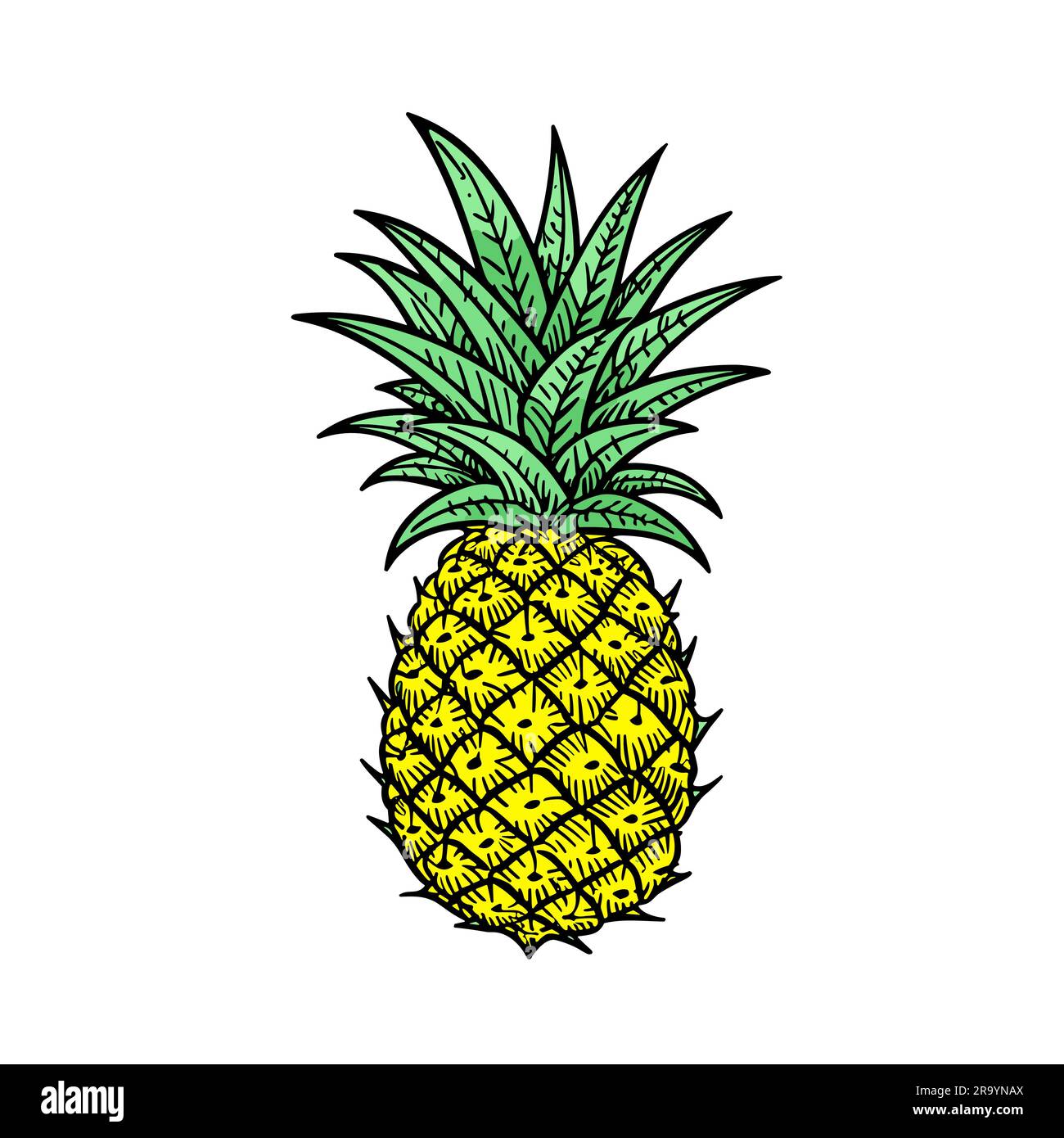Ananas comosus drawing Stock Vector Images - Alamy