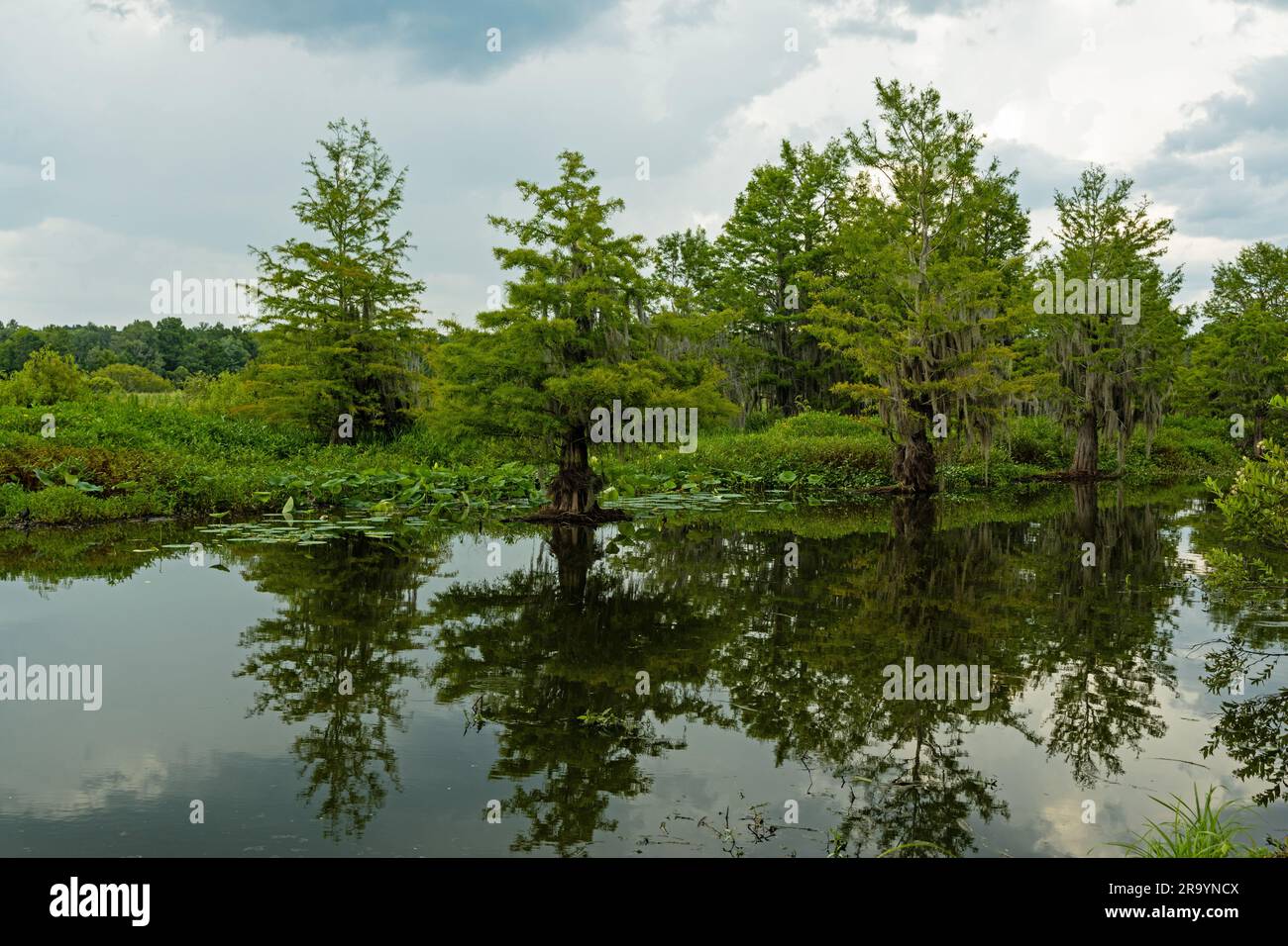 Alligator Lake near Lake City in Florida Stock Photo - Alamy